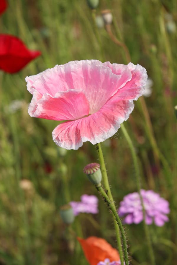 Pink poppy stock photo. Image of single, vibrant, summer - 14617136