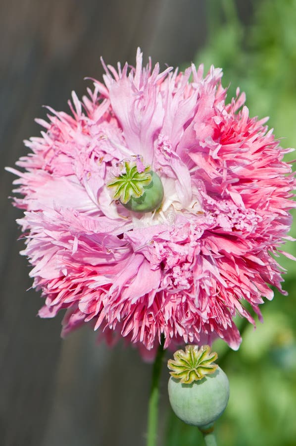 Pink poppy flower stock image. Image of light, growth, flower - 945983