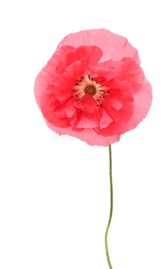 Poppy stock image. Image of nature, rural, isolated, remembrance - 15130913