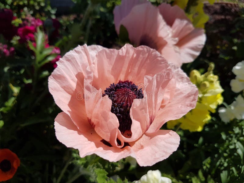 Pink poppy stock photo. Image of garden, flower, beautiful - 91284832
