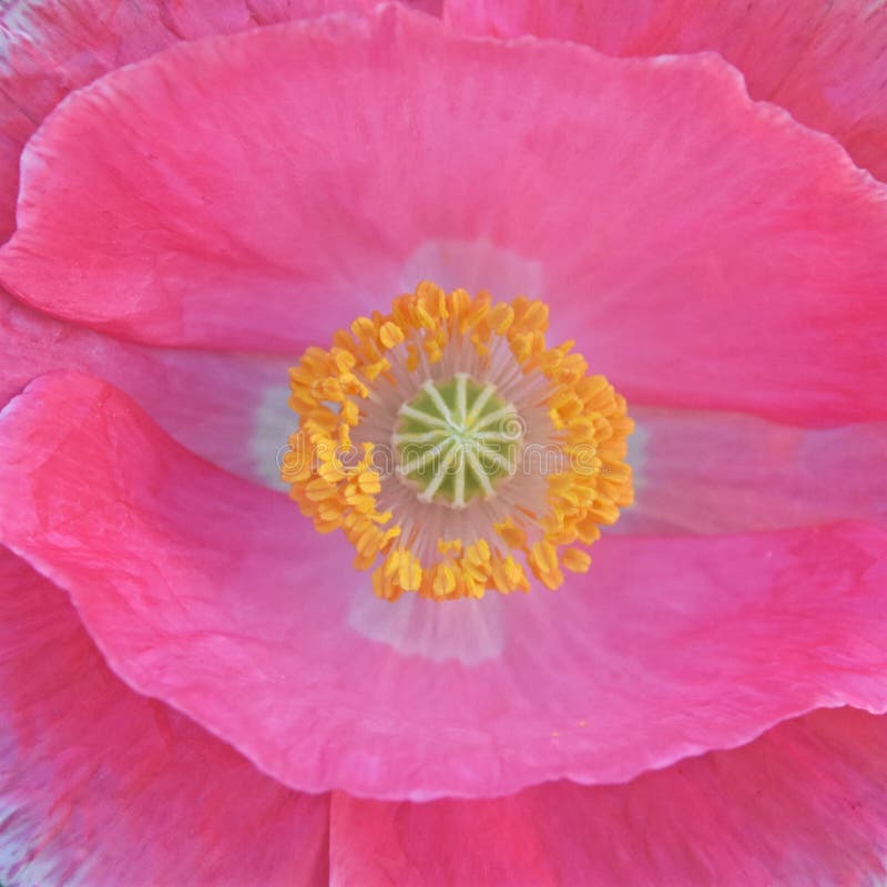 Close Up of a Beautiful Pink Poppy Blossom Stock Image - Image of ...