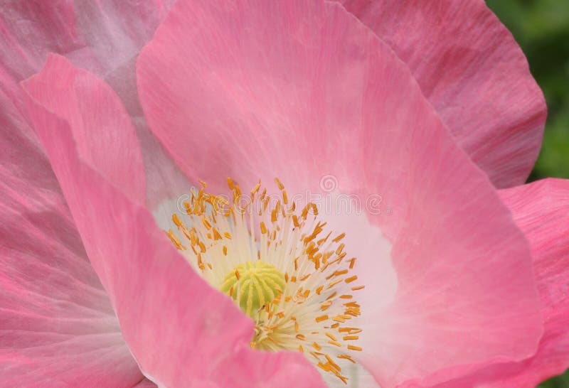 Pink poppy stock image. Image of spring, beautiful, nature - 42435027
