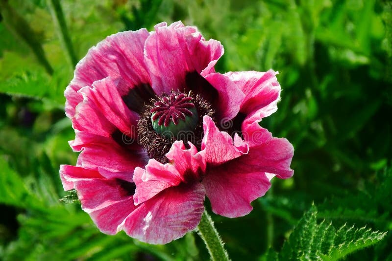 Pink Poppy stock image. Image of poppy, herbaceous, pink - 36216865