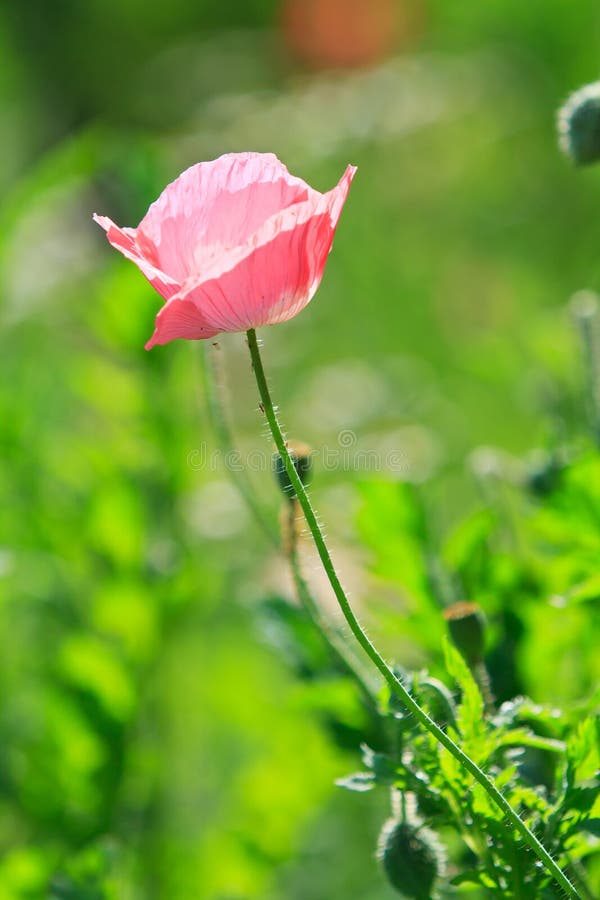 Pink poppy stock image. Image of page, design, pink, poppies - 34285565