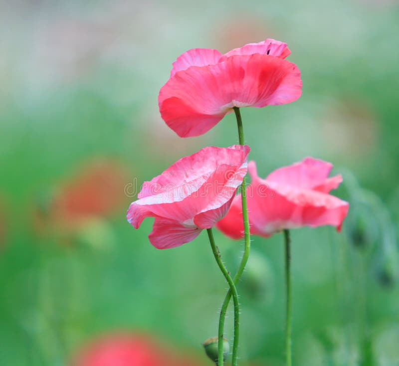 Pink poppy stock photo. Image of grunge, lawn, grow, fresh - 35105546