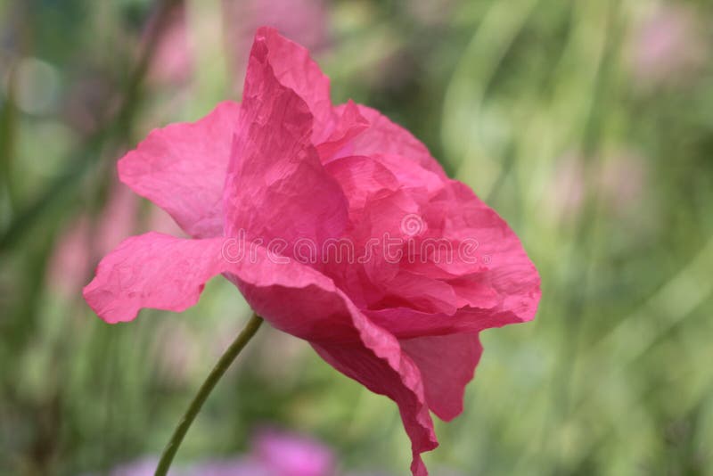 Pink poppy stock photo. Image of garden, poppy, plant - 48576690