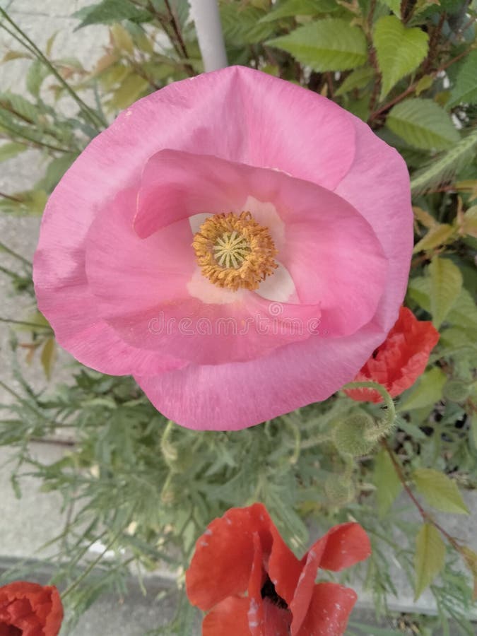 Pink poppy flower stock photo. Image of petal, flower - 233964496