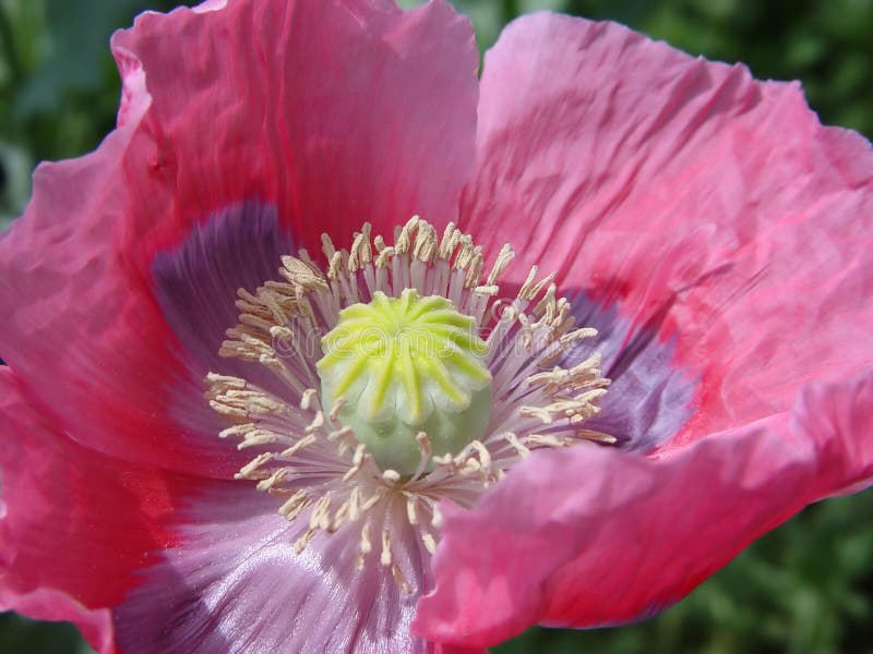 Pink poppy flower stock image. Image of light, growth, flower - 945983