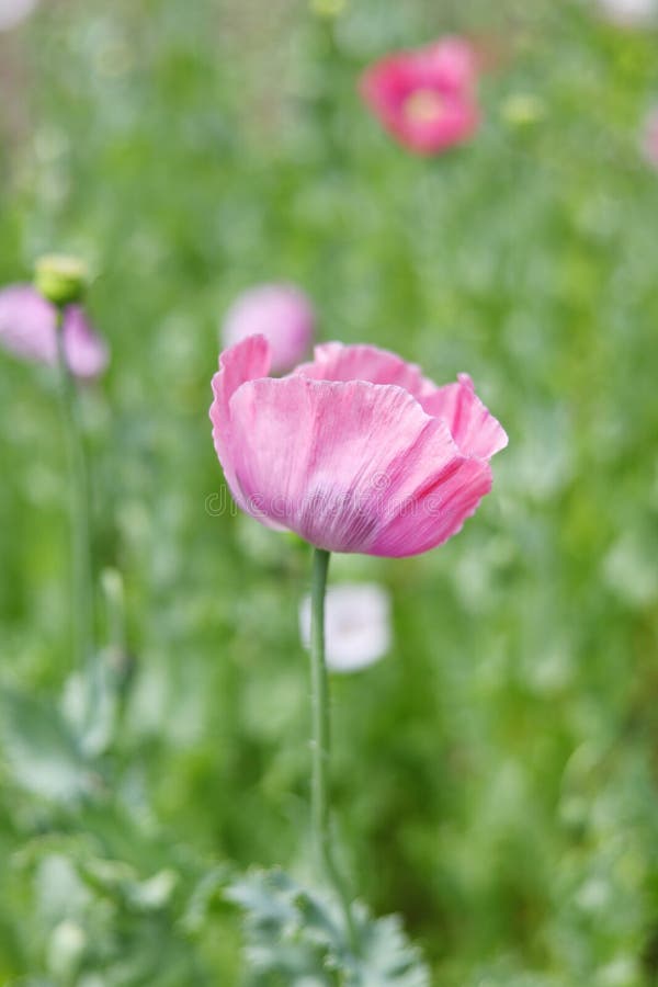 Pink Poppy Flower on the Field, Plant Stock Image - Image of beautiful ...