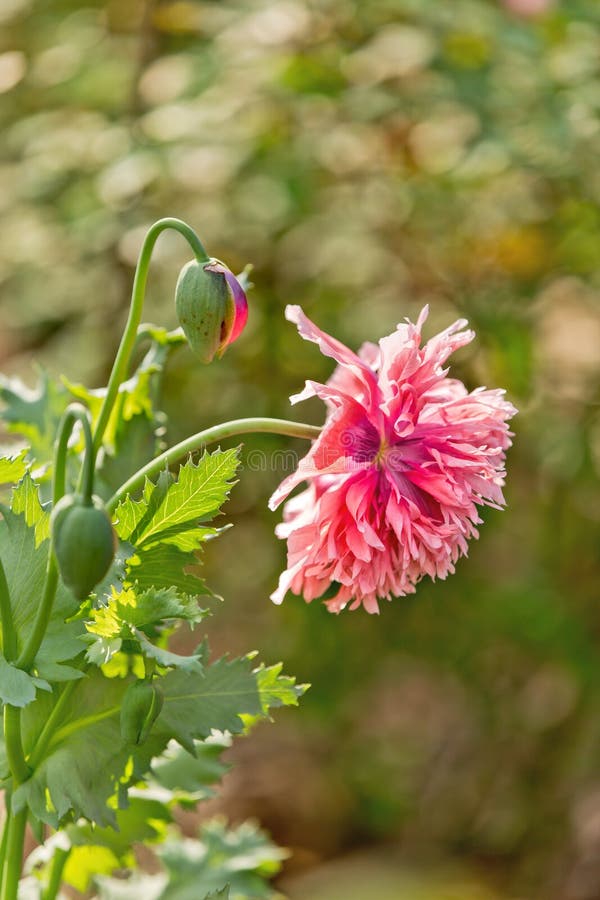 Pink Poppy Flower in Garden Stock Photo - Image of pink, open: 127639228