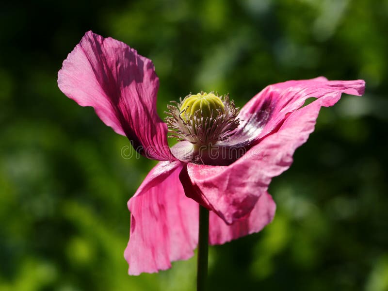 Dancing poppy stock image. Image of garden, head, growing - 152228933