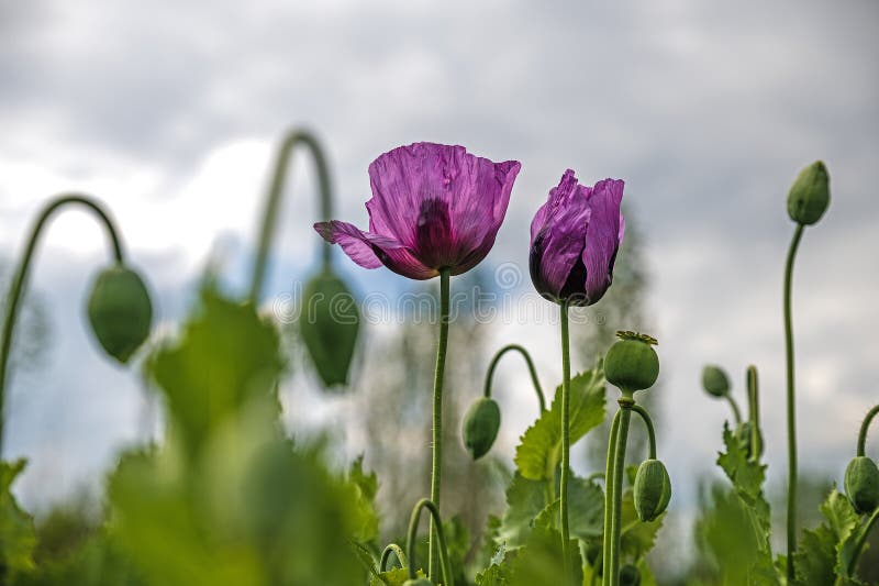 Pink and White Poppy Flowers Blooming in a Poppy Field Stock Photo ...