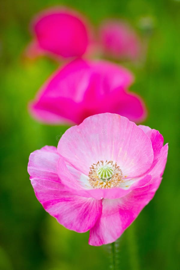 Pink poppy flowers stock image. Image of papaver, poppies - 73462949