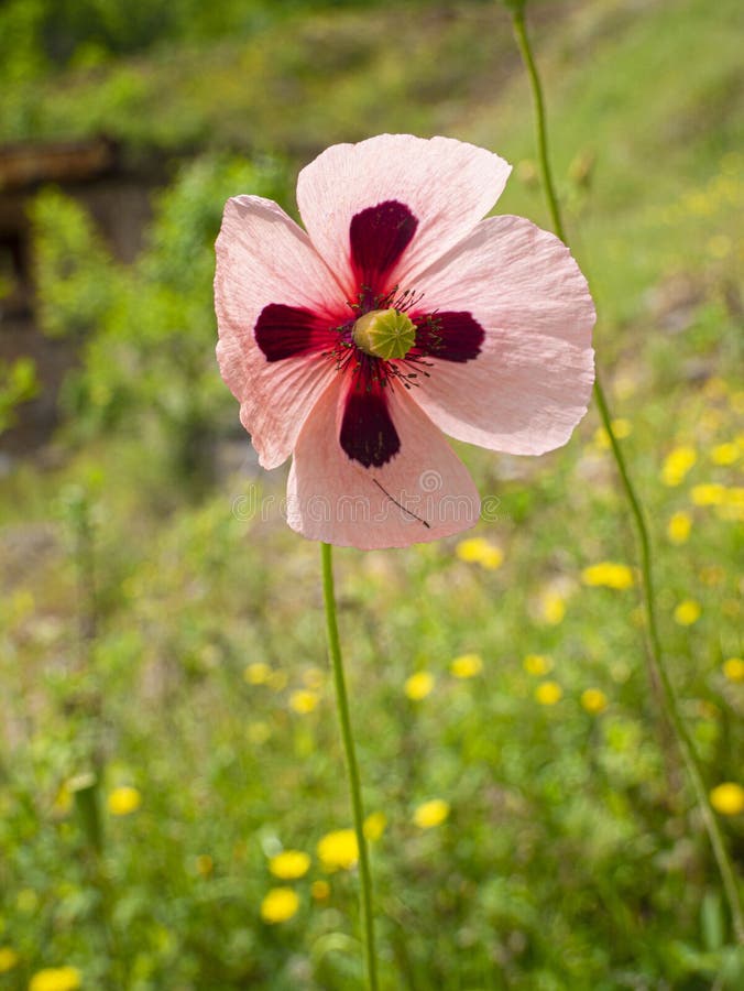 Red Poppy Flowers in Spring Meadow Stock Photo - Image of bokeh ...