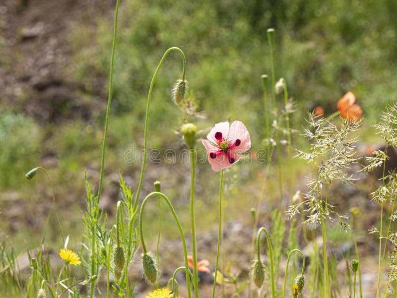 Red Poppy Flowers in Spring Meadow Stock Photo - Image of bokeh ...