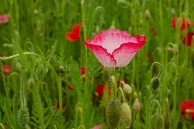 Background of Pink Sakura in Blossom Stock Image - Image of park ...