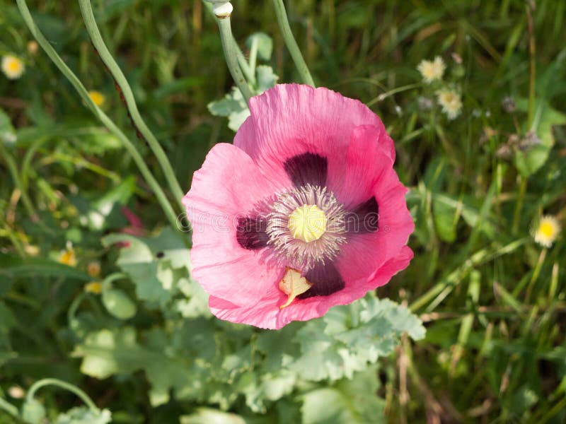 Pink Poppy Growing in Field Stock Photo - Image of botanical, leaf ...