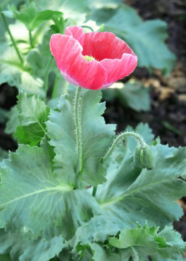 Pink Poppy Grows in the Gardent Stock Image - Image of outside, herb ...