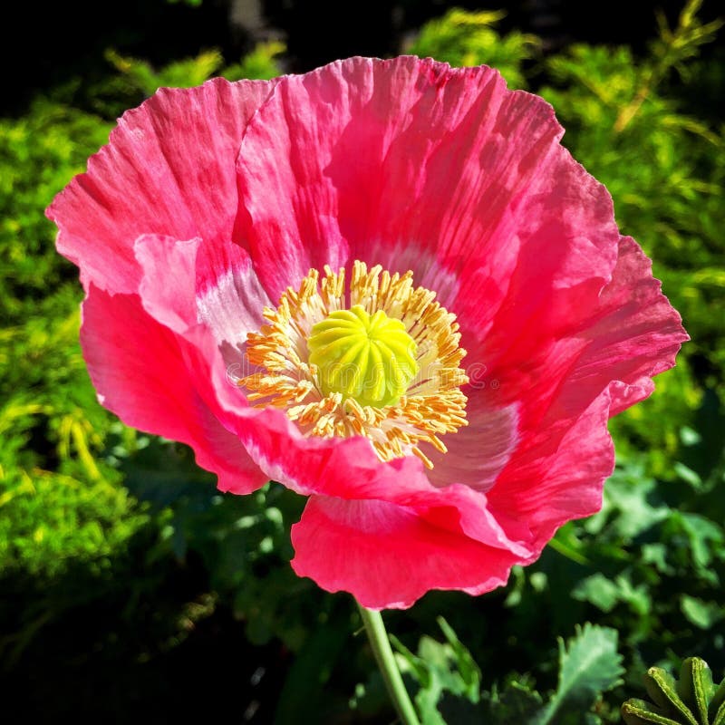 Pink poppy stock image. Image of pretty, poppy, garden - 79893993
