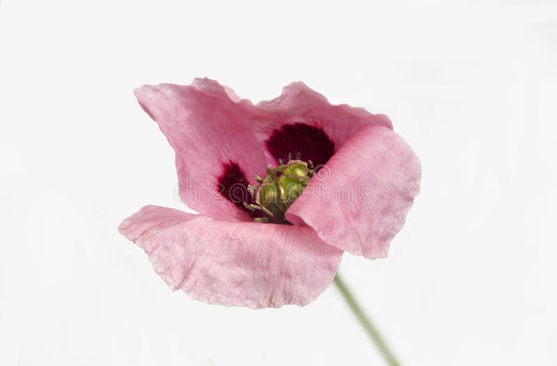 Pink Poppy Isolated on a White Background Stock Photo - Image of focus ...