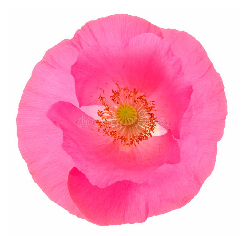 Pink Poppy Isolated on White Background Stock Photo - Image of ...