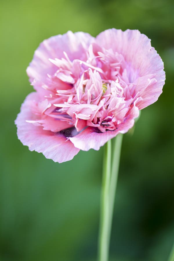 Pink poppy stock image. Image of plant, backdrop, pink - 171746617