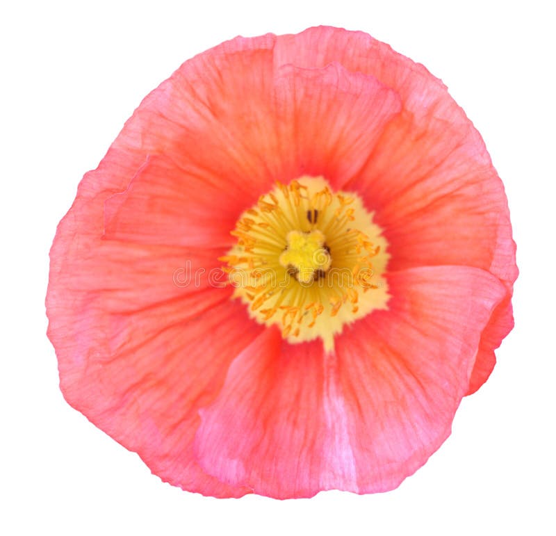 Pink poppy stock image. Image of floral, beauty, white - 47697287