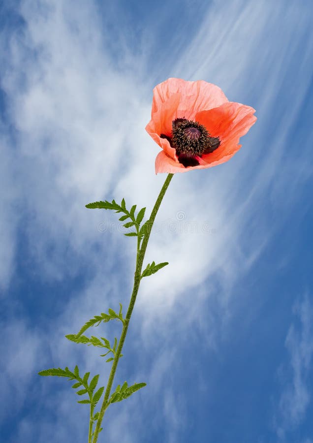 Pink Poppy stock photo. Image of poppy, gardens, full - 93614464