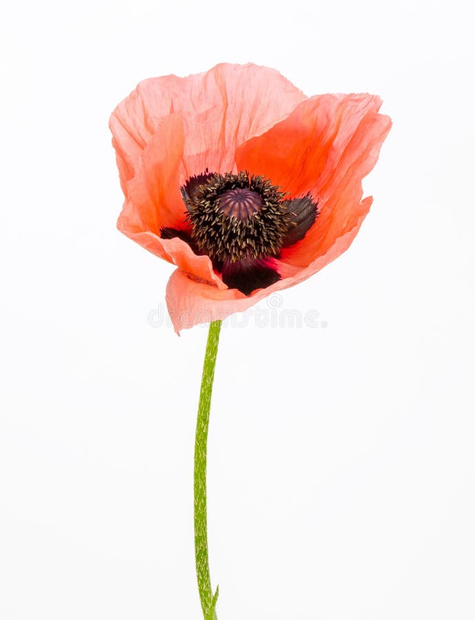 Pink Poppy stock photo. Image of poppy, gardens, full - 93614464