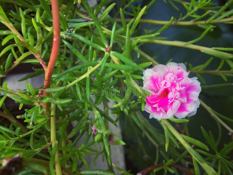 Pink Portulaca stock image. Image of plants, botany, leaf - 97792269
