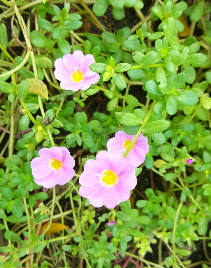 Pink portulaca grandiflora stock photo. Image of park - 66790880