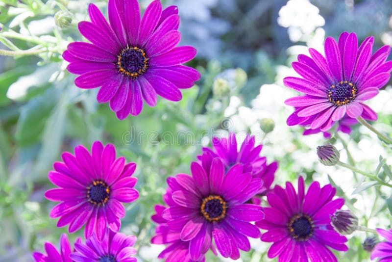 Pink Posies stock image. Image of happy, magenta, blooms - 49073593