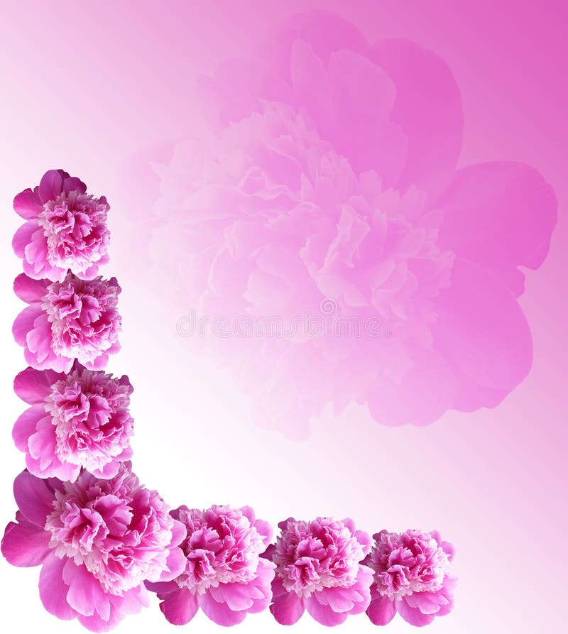 Pink postcard stock image. Image of fragrant, card, postcard - 18434549