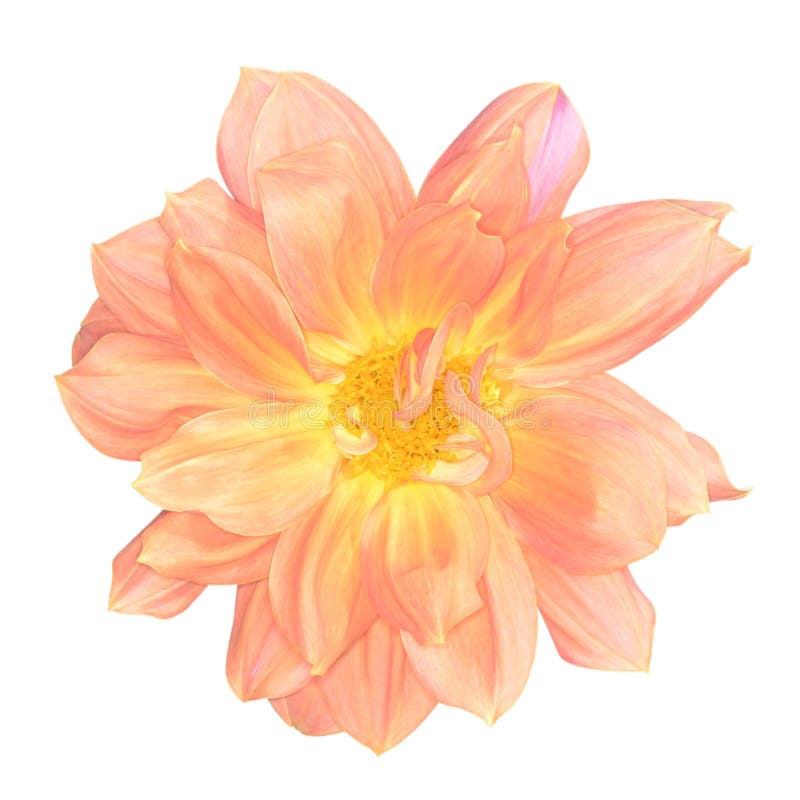 Pink pot marigold isolated stock photo. Image of beauty - 76619518