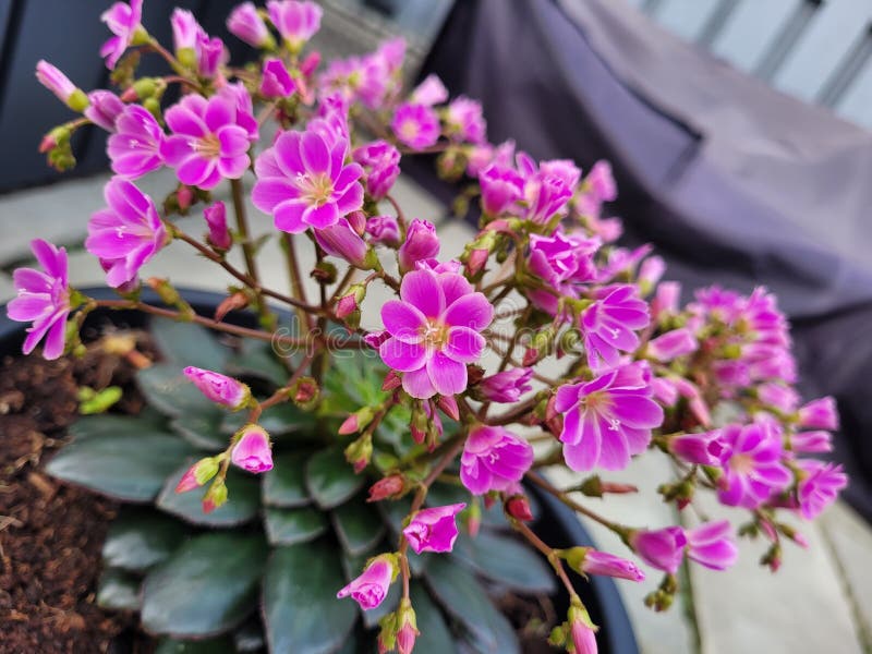 Pink potted plant stock photo. Image of shrub, pink - 230998540