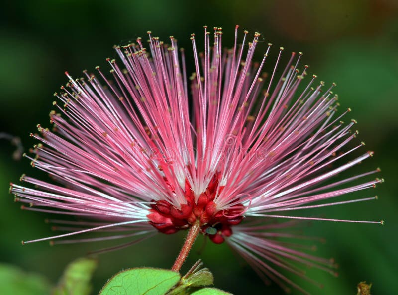 Pink powder puff flower stock image. Image of bristles - 13221319