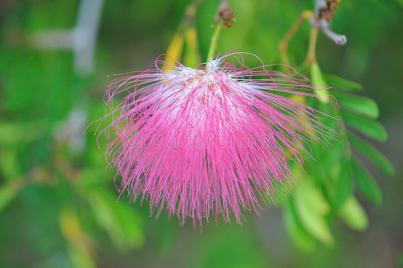 Pink Powder Puff Flower stock image. Image of powderpuff - 294125505