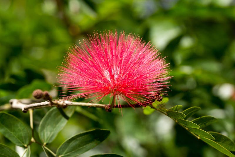 Pink Powder Puff flower stock photo. Image of plant, extreme - 37760524