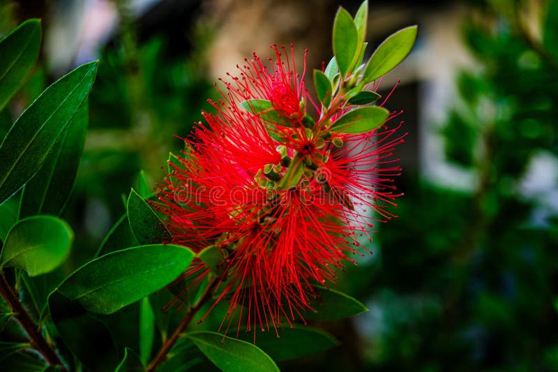Pink Powder Puff Flower, Also Known As Calliandra Stock Image - Image ...