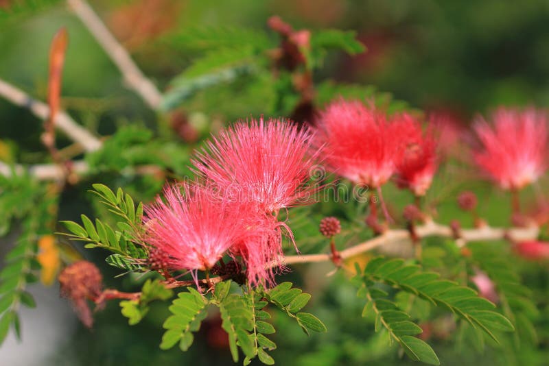 The Mimosa Flower Pom Poms at Nature 27 Nov 2005 Stock Photo - Image of ...