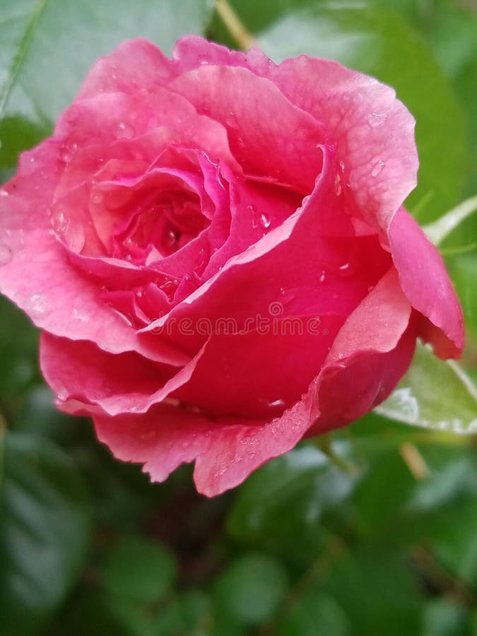 Pink Precious Rose with Droplets Stock Photo - Image of bouquet, rose ...