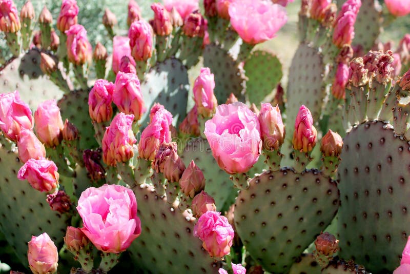Pink Prickly Pear Cactus Flowers Stock Image - Image of pear, pink ...