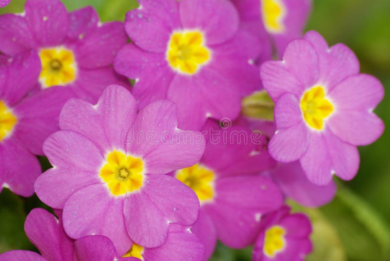 Pink primrose stock photo. Image of color, pink, spring - 10600012