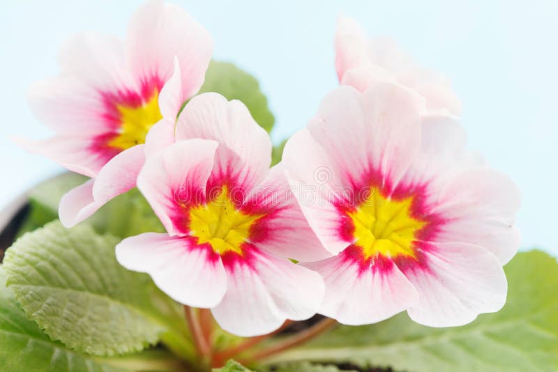 Pink Primrose Isolated stock image. Image of bloom, flowerpot - 4291459