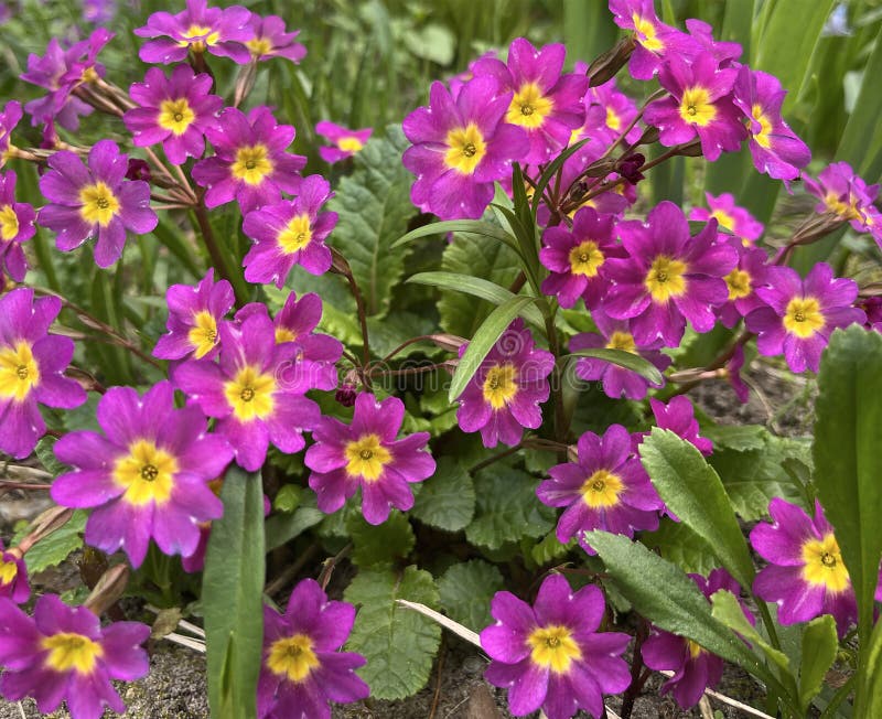 Pink Primrose Bloomed in the City in Spring Stock Photo - Image of ...