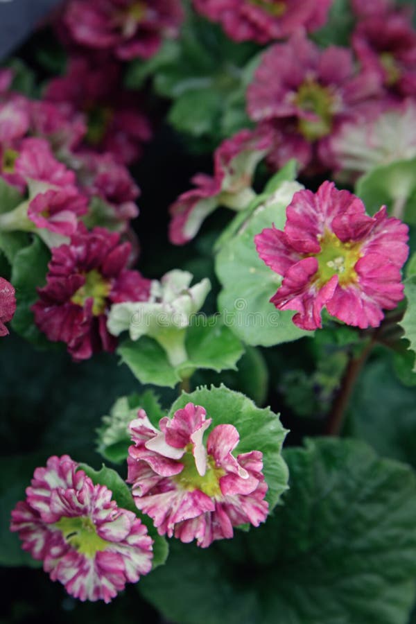 Pink Primrose, Blurred Background for Text, Congratulations Stock Photo ...