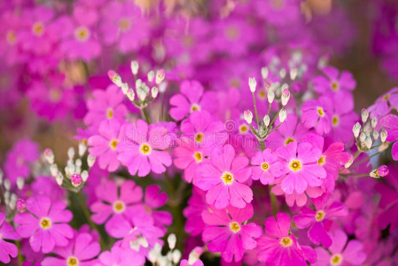 Pink Primrose Isolated stock image. Image of bloom, flowerpot - 4291459