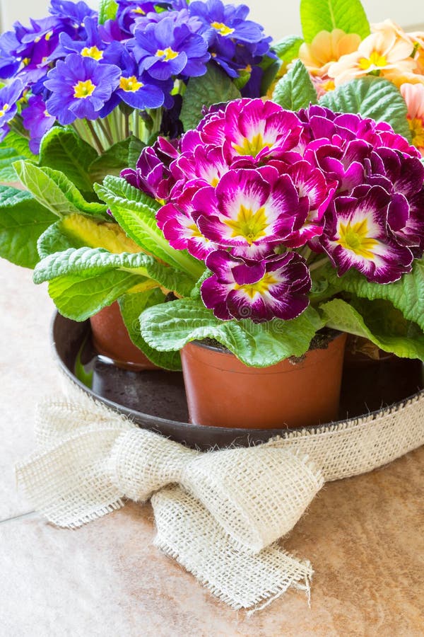Pink Primrose Flower in Pot Stock Image - Image of primrose, blossom ...