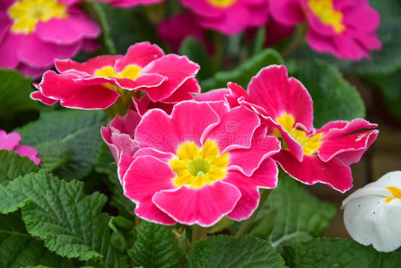 Primula (primula cultivar) stock photo. Image of soft - 14299644