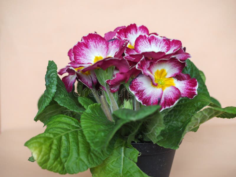 Pink Primrose flower stock photo. Image of plantae, garden - 68059204